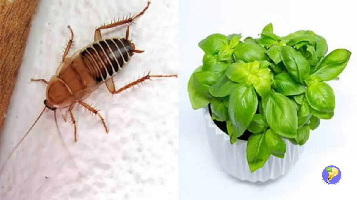 Anti-insectes Naturels : 8 Plantes pour vous Protéger