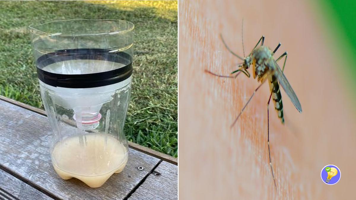 Piège à Moustiques Naturel : une Alternative Sûre et Ecologique aux ...