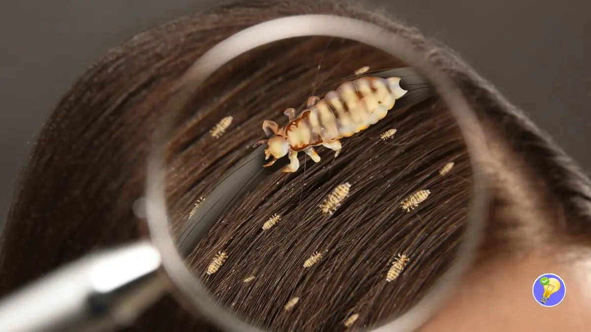 6 Étapes Simples pour Se Débarrasser des Poux Naturellement