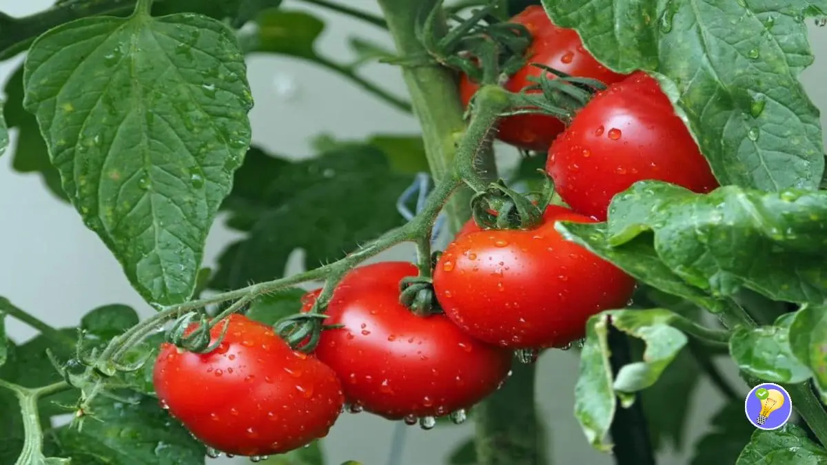 Cultiver de Grosses Tomates : 5 Astuces pour le Rendre Possible