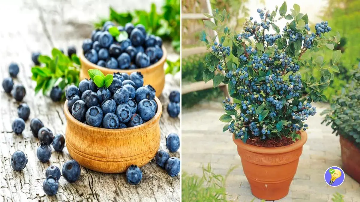 Planter des Myrtilles à la Maison : Tout ce que Vous devez Savoir