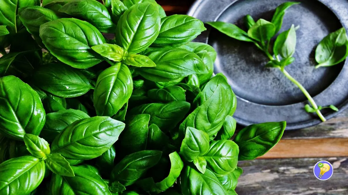 Basilic Prospère : 6 Astuces pour une Récolte Succès
