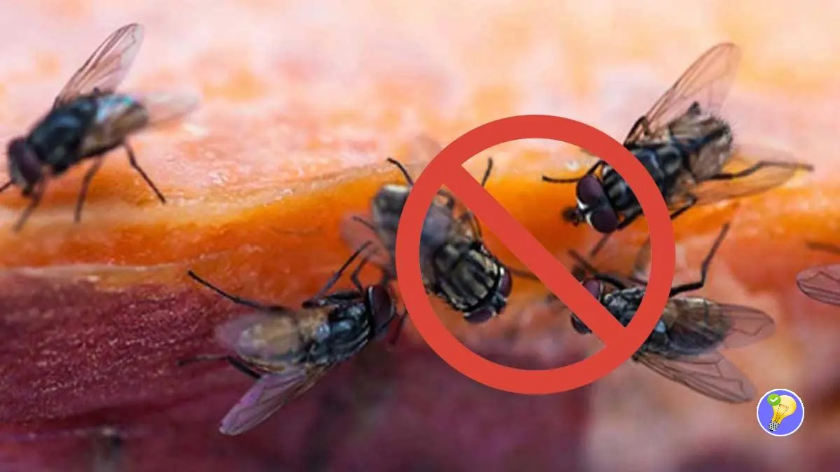 Repousser les Mouches : Astuces simples et efficaces