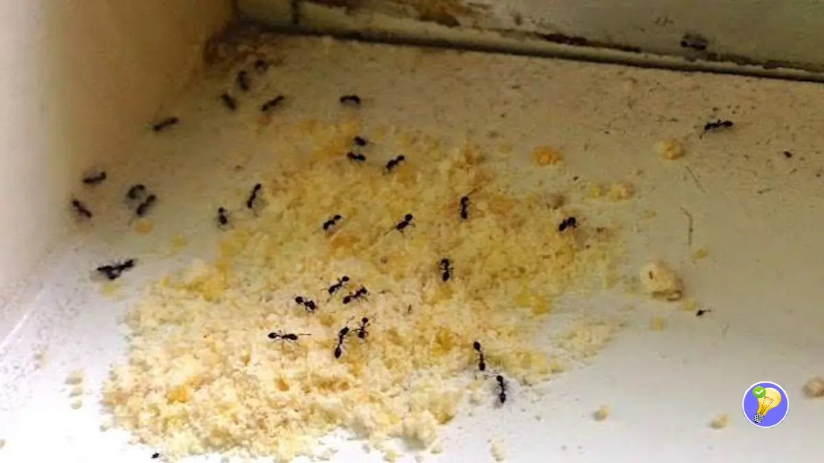 Chasser les Fourmis : Solutions Pratiques en Cuisine Chasser les Fourmis : Solutions Pratiques en Cuisine