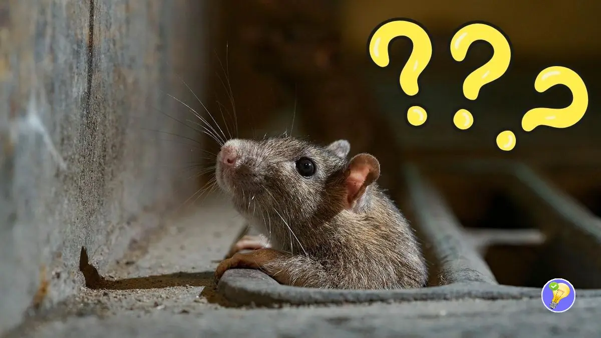 Chasse aux Rats: Astuces Maison à Adopter