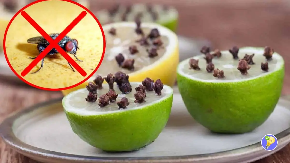 Repousser les Mouches et Parfumer sa Cuisine avec 2 Ingrédients Naturels