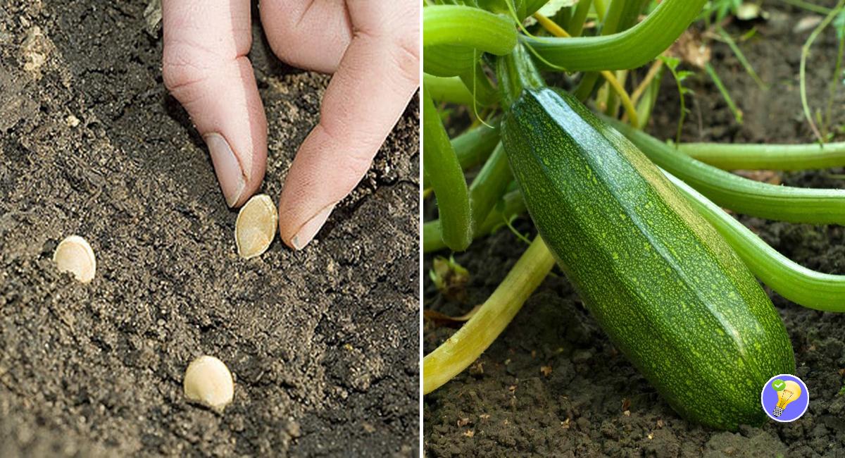 Culture de Courgettes : Tout ce que vous devez Savoir pour Réussir.