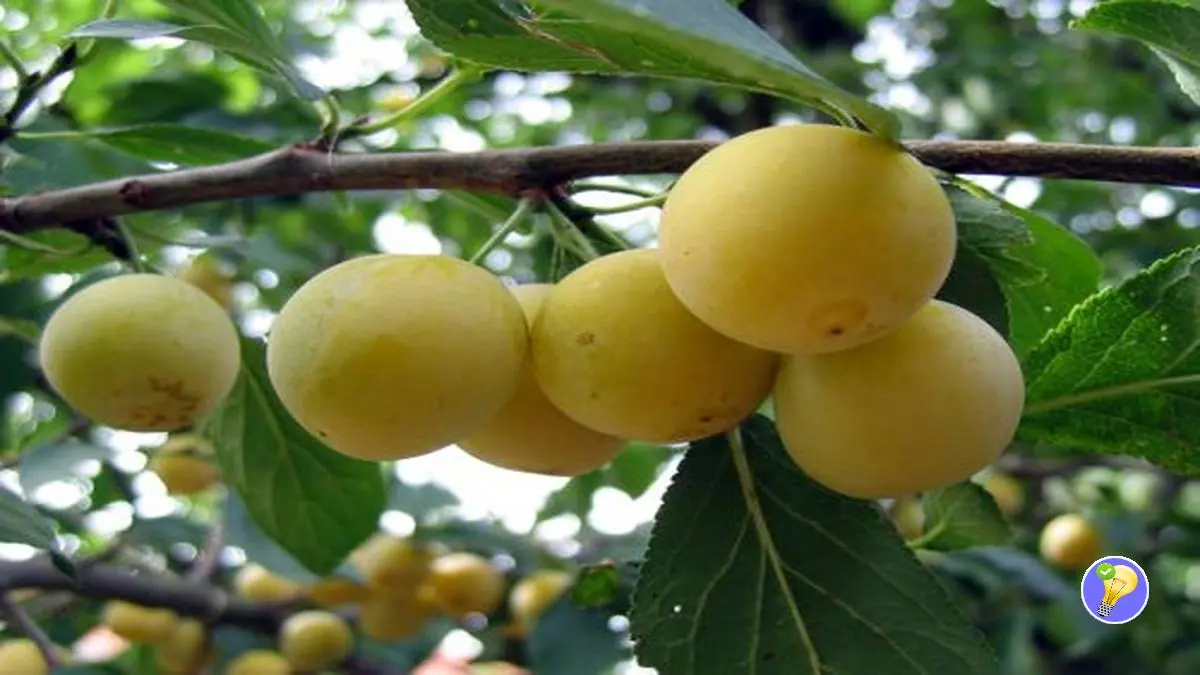 Comment Cultiver Facilement des Pruniers à la Maison