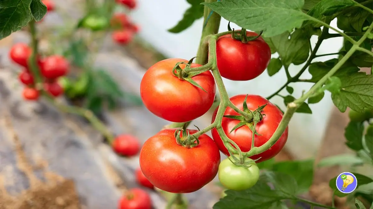 Réussir sa Culture de Tomates : 8 Conseils pratiques pour des Tomates ...
