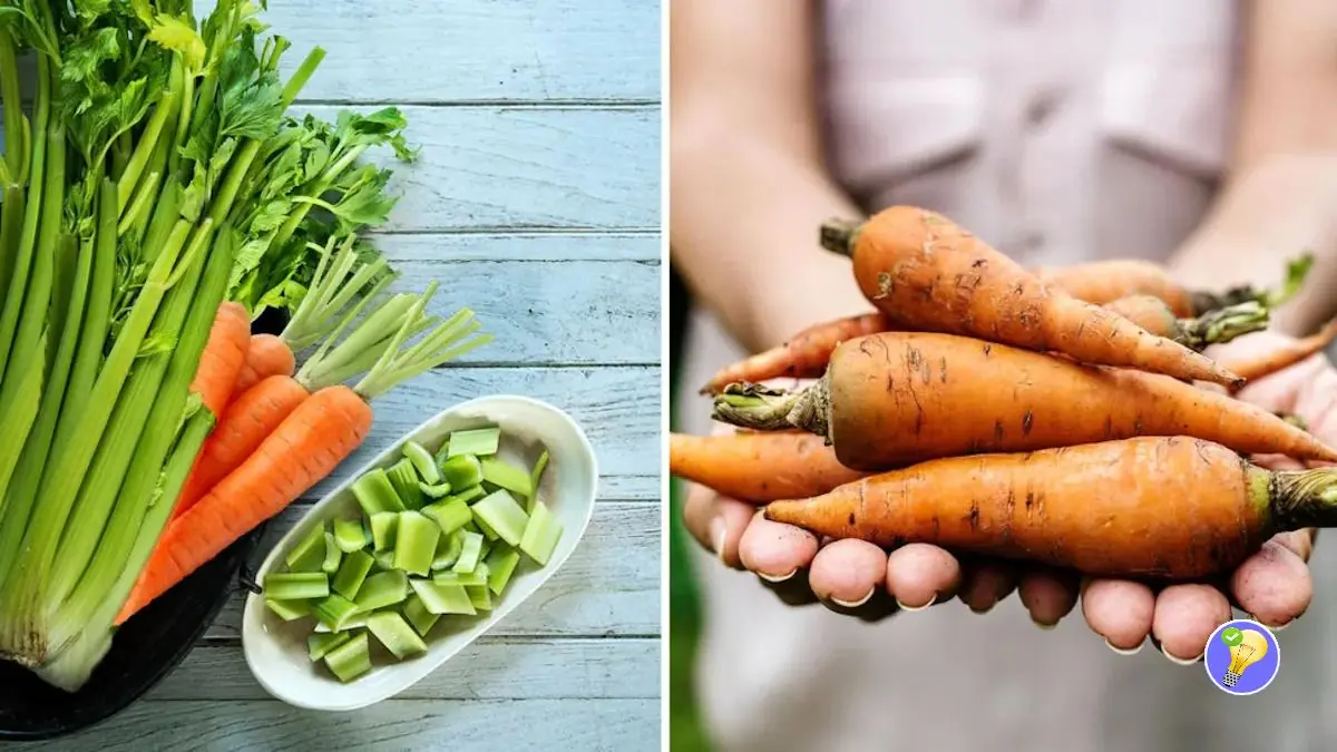 L'art de Conserver les Carottes et le Céleri: un Hiver Savoureux