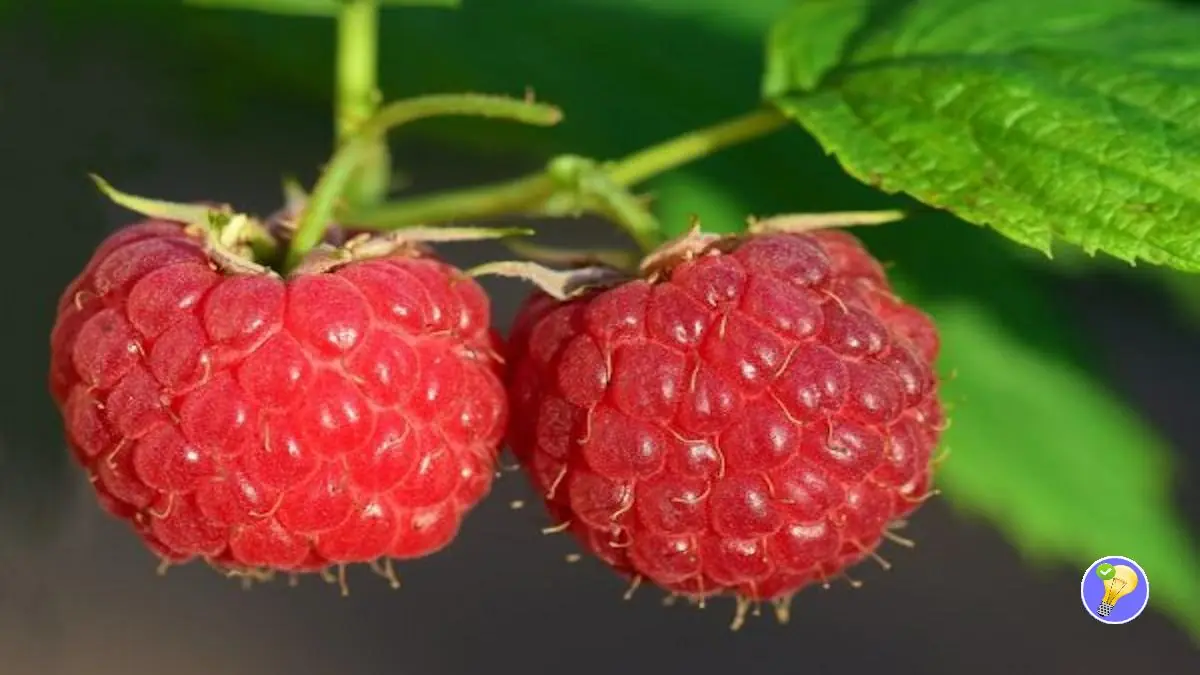 Guide Complet pour réussir la culture des framboises