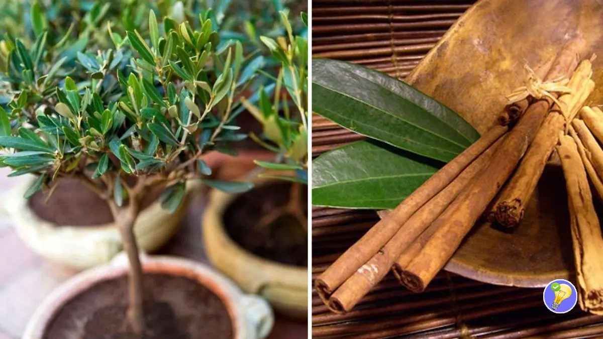 Votre Propre Cannelier: Cultivez et Récoltez