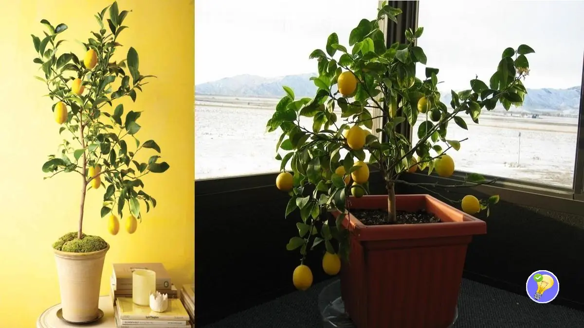 La Culture des Citrons en Pot en 4 Etapes Faciles