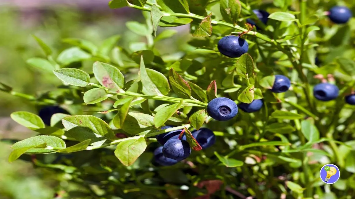 Guide Simple et Efficace pour Faire Pousser des Myrtilles à la Maison