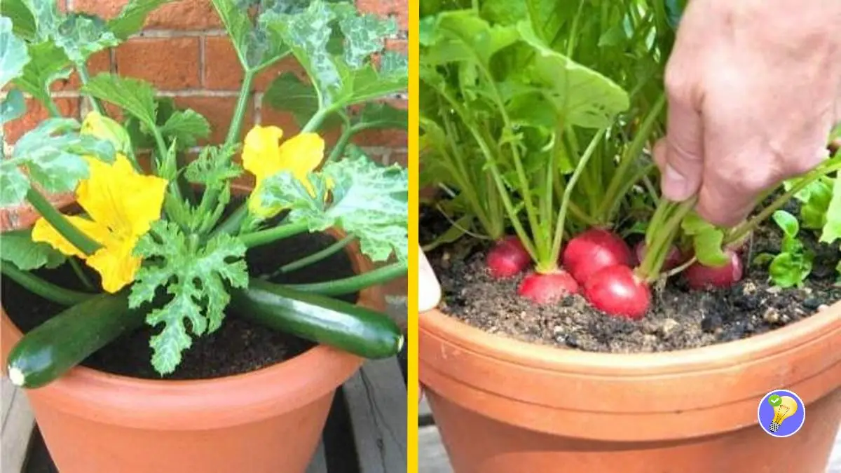Le Guide Ultime pour Cultiver Votre Potager en Pots