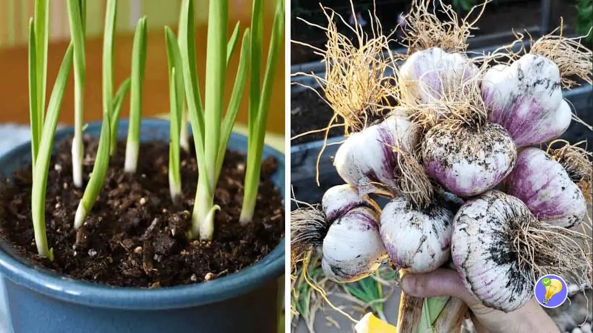 Secrets de Jardin: Ail Maison, Succès Assuré