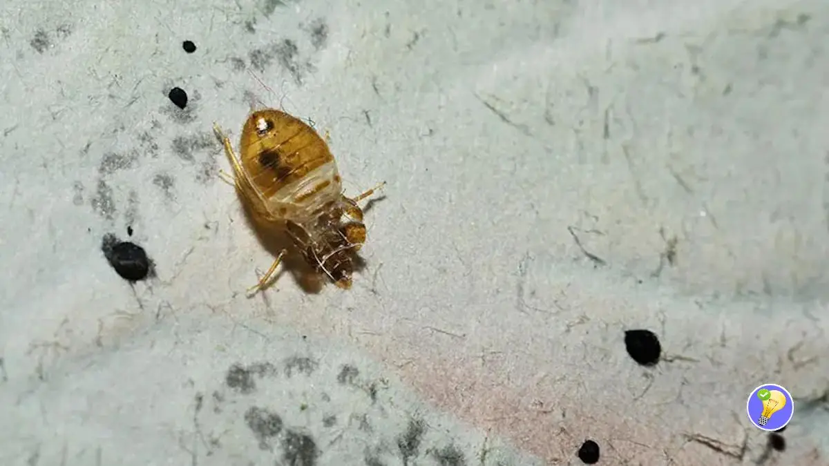 Maitriser les Punaises de lit: 6 Astuces à Connaître