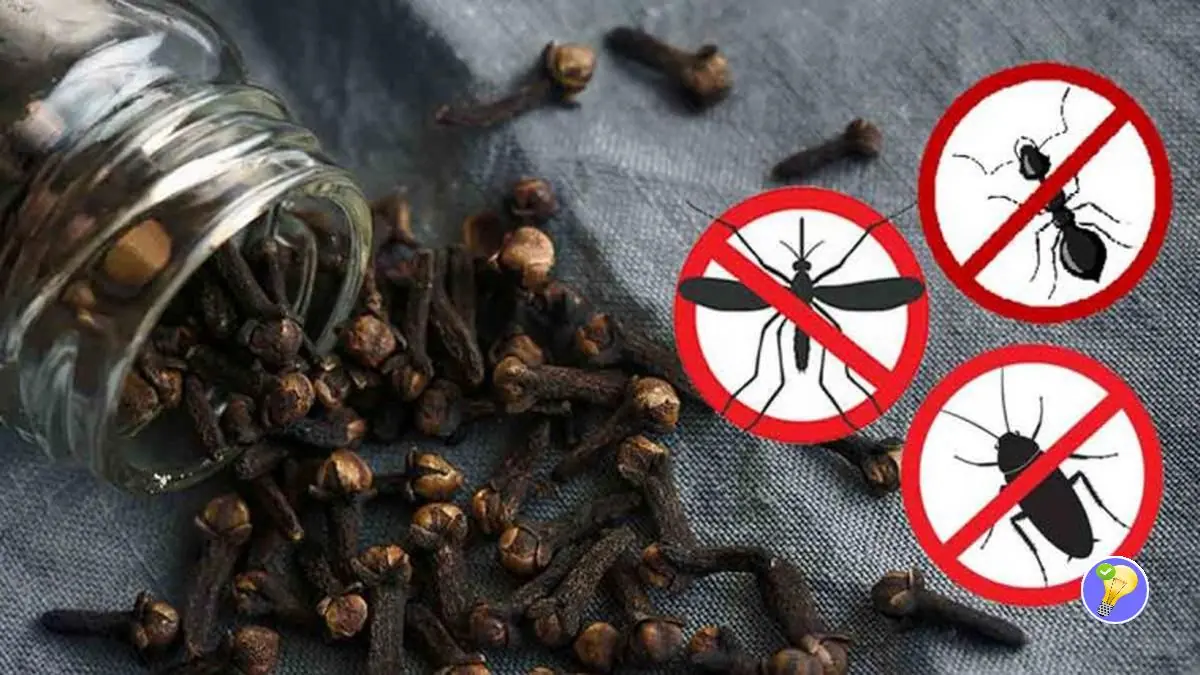 Insectes : Eloignez-les de votre Maison avec ces 3 Astuces Naturelles