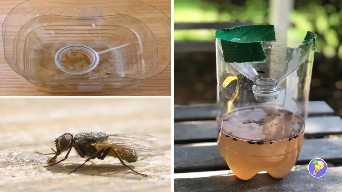 Piège à Mouches fait Maison: Adieu les Nuisances