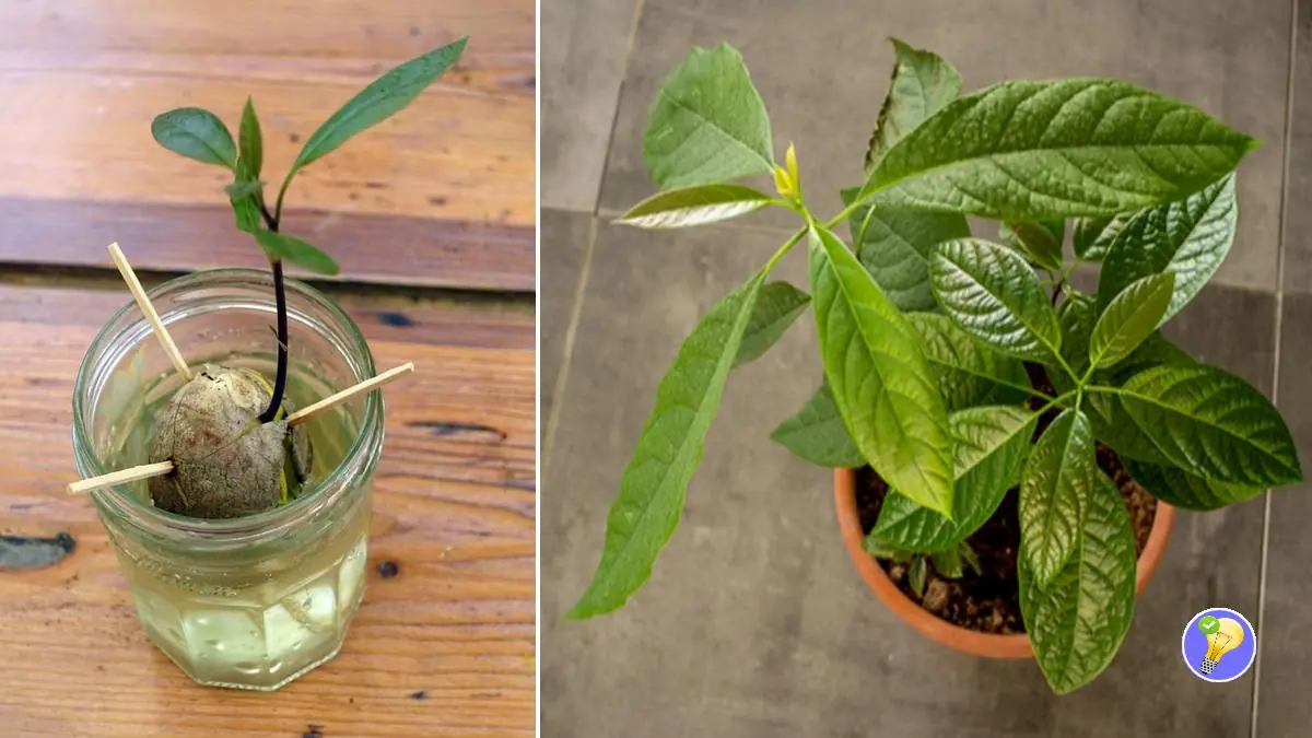 Avocatier en Pot: Comment faire Pousser cet Arbre Tropical chez Vous