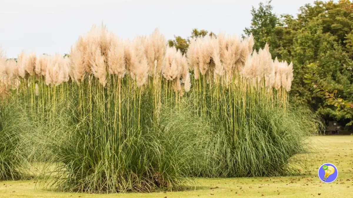 Graminées géantes : 6 Plantes Décoratives et faciles à Cultiver
