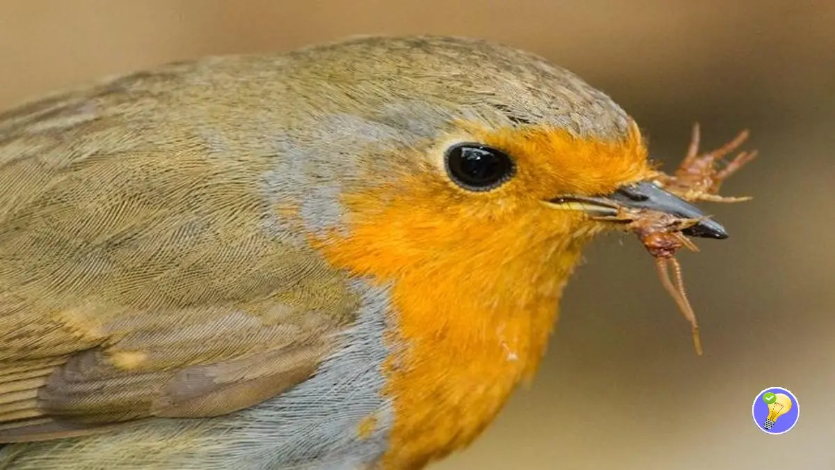 Insectes au Jardin: Les Oiseaux, Vos Alliés Naturels
