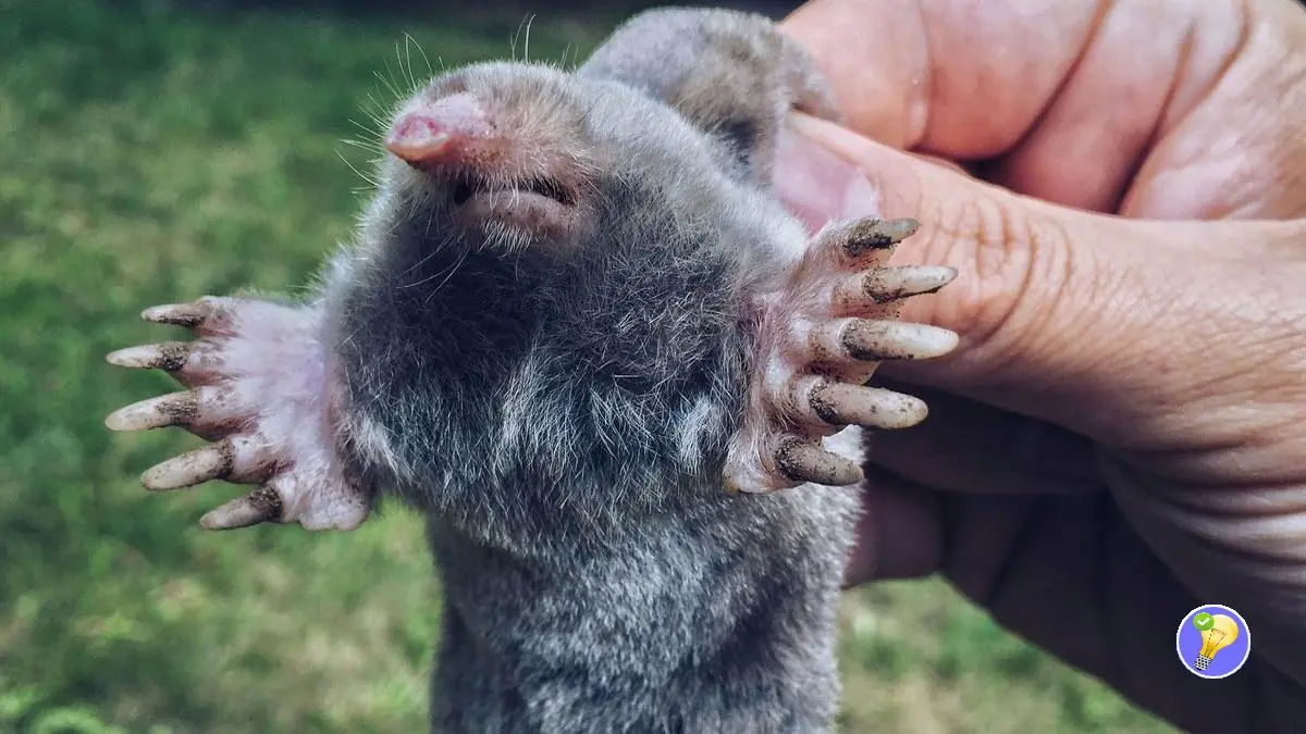 Astuces pour Dissuader les Taupes Sans les Blesser