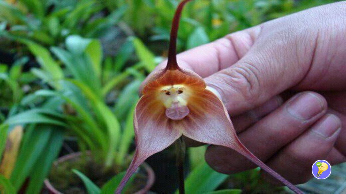 Les Orchidées Singe: 2 Choses à Savoir à Leur Propos