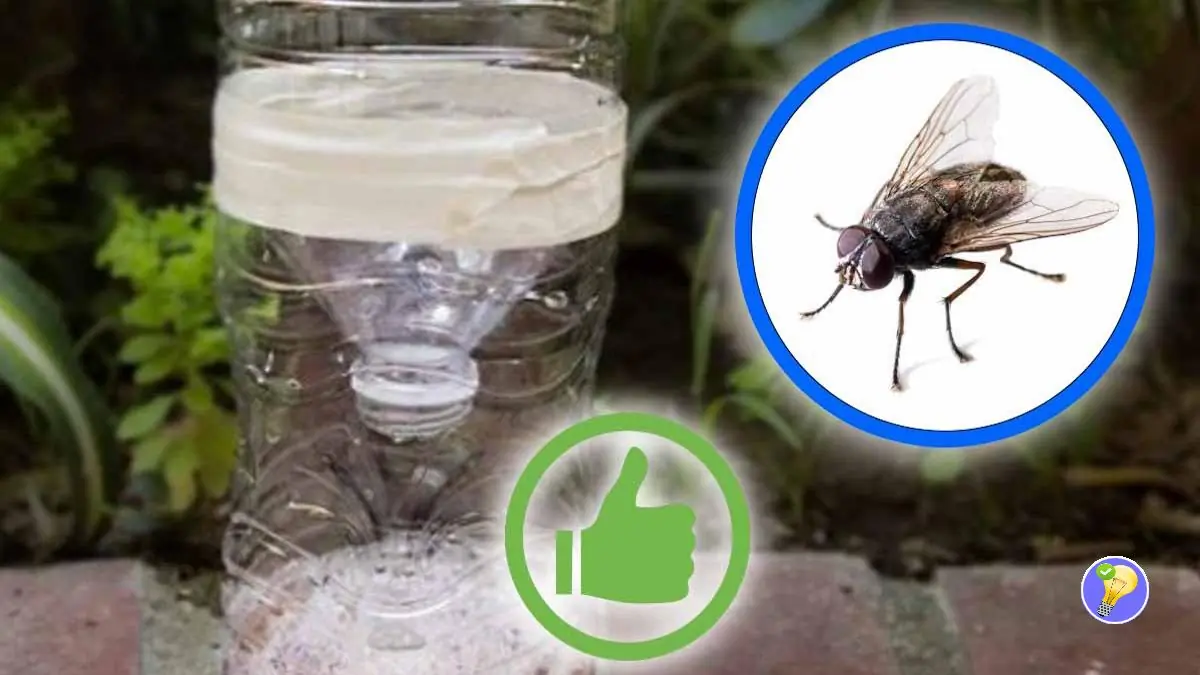 Piège à Mouches Parfait : Profitez d'un Automne Tranquille