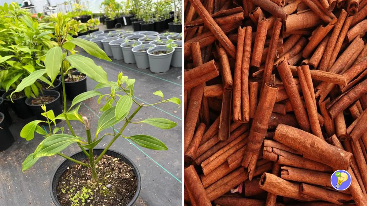 Planter son Cannelier Facilement en 5 Etapes Simples