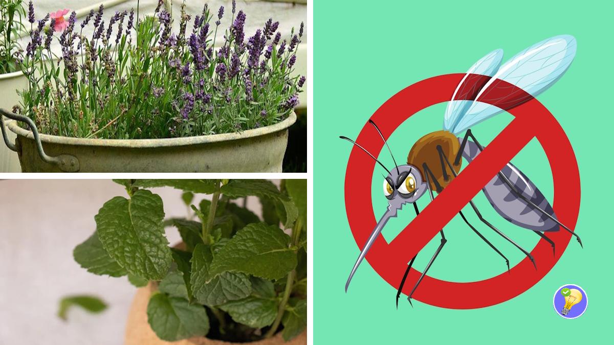 7 Plantes Répulsives : Un Jardin Naturellement Protégé