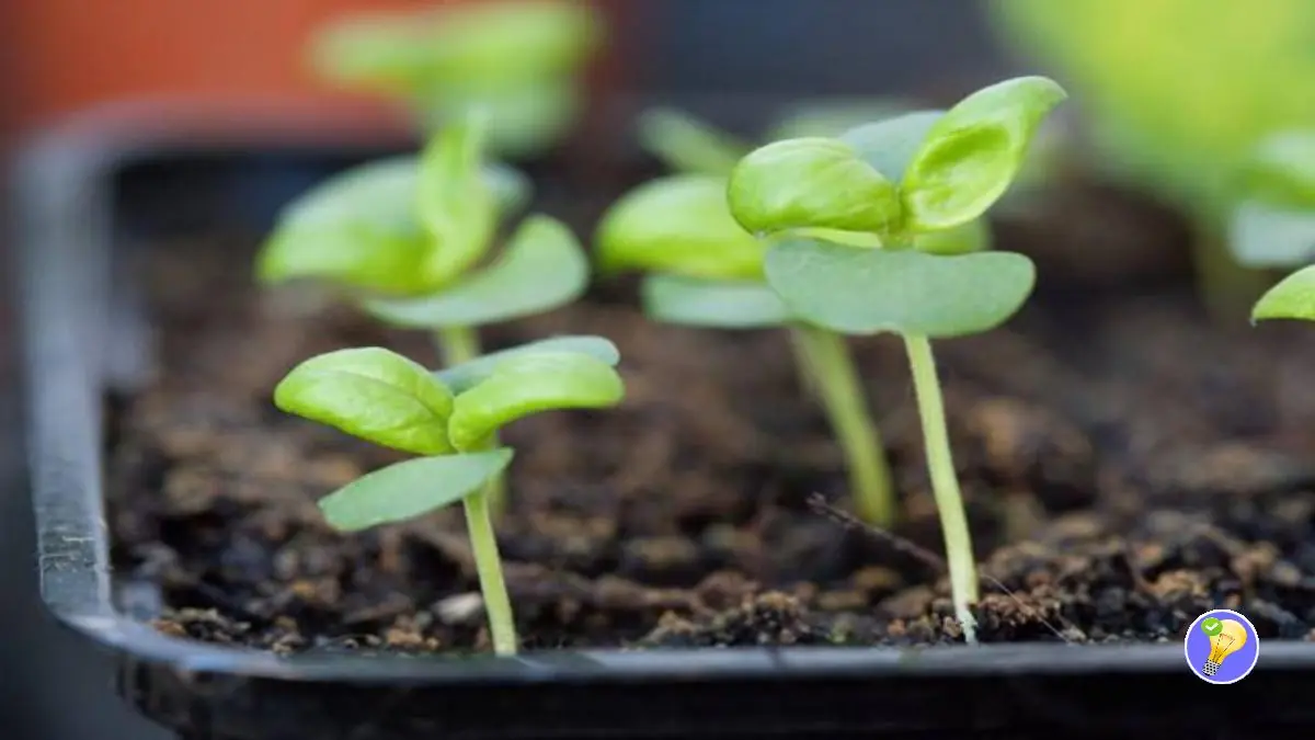 Réussir ses Semis avec 4 Astuces d’expert