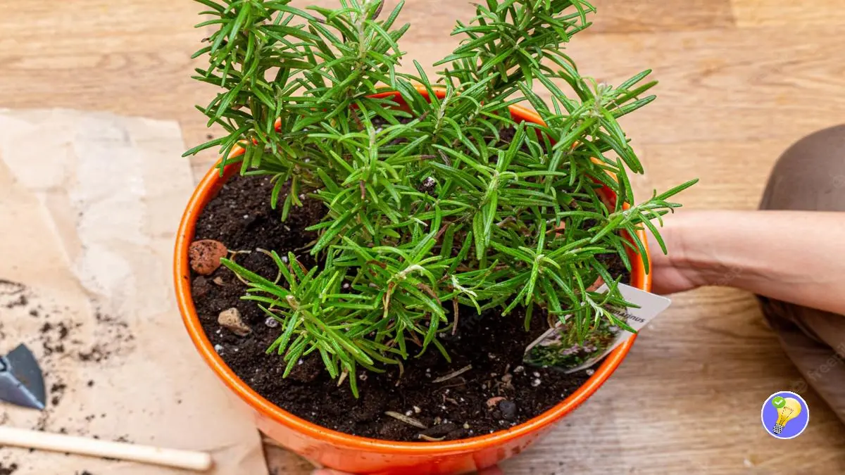 Le Romarin, Comment le Planter Facilement à la Maison.