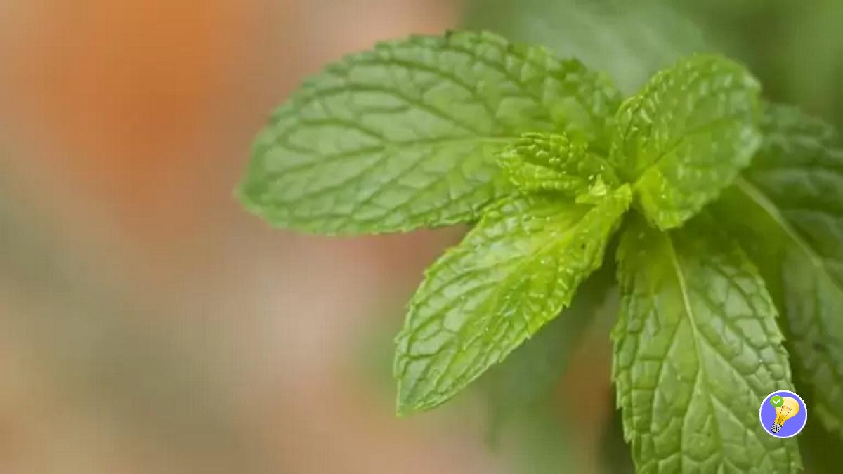 Faites votre Sirop à la Menthe à la Maison avec ces 4 Ingrédients
