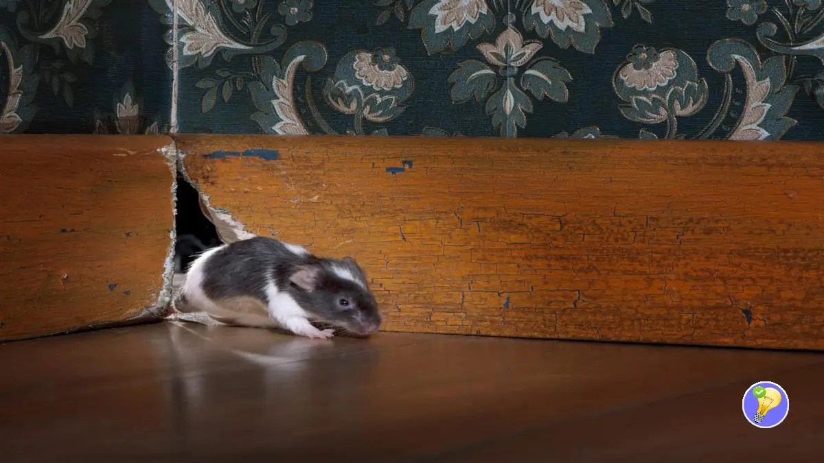 Souris Indésirables à la maison : Prévention et Solutions