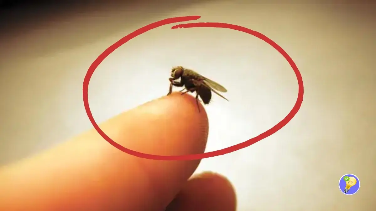 Adieu les Mouches: 12 Astuces Naturelles pour les Éloigner