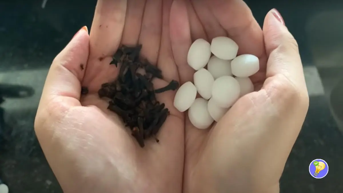 Eloigner les Fourmis de sa Maison : 3 Trucs Naturels et Efficaces à Essayer