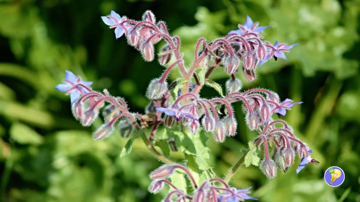 Fleurs au Potager : 5 Variétés Indispensables