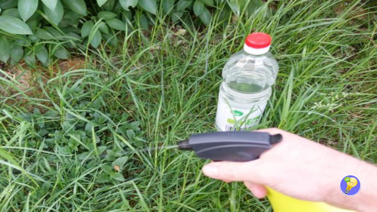 Vinaigre Blanc : 5 Astuces Fiables pour la Maison et le Jardin